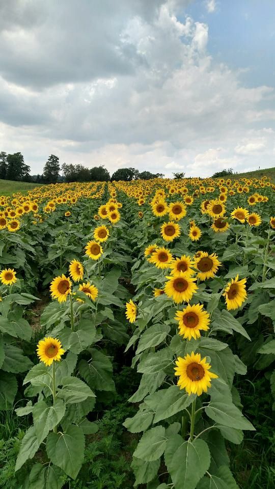 Schwirian Farm Sunflower Festival Photographer Pass