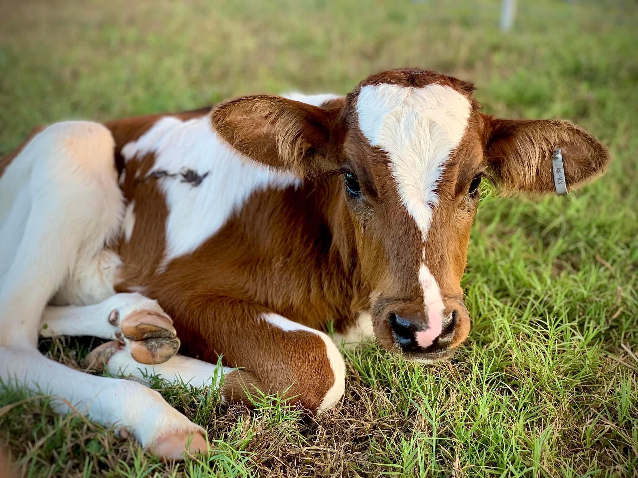 Baby Calf Mini Sessions 🐮🥹