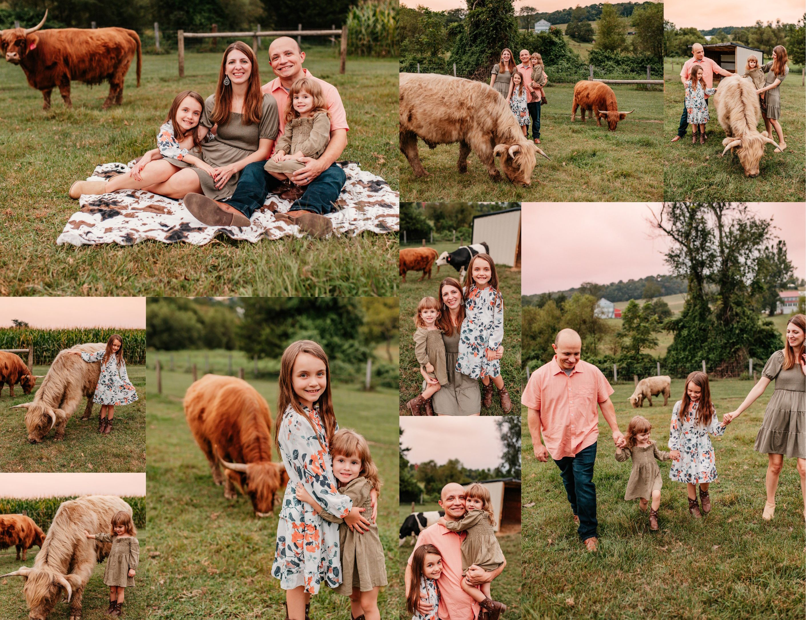 Spring 2025 Highland Cow Mini Sessions