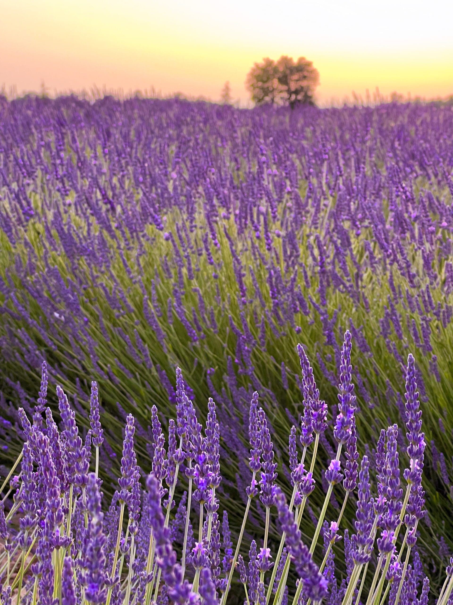 Lavendar Mini Sessions