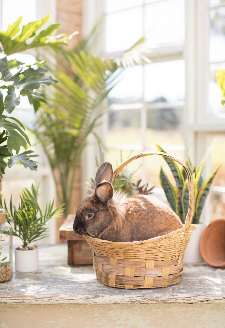 Easter Greenhouse with Archie the Bunny