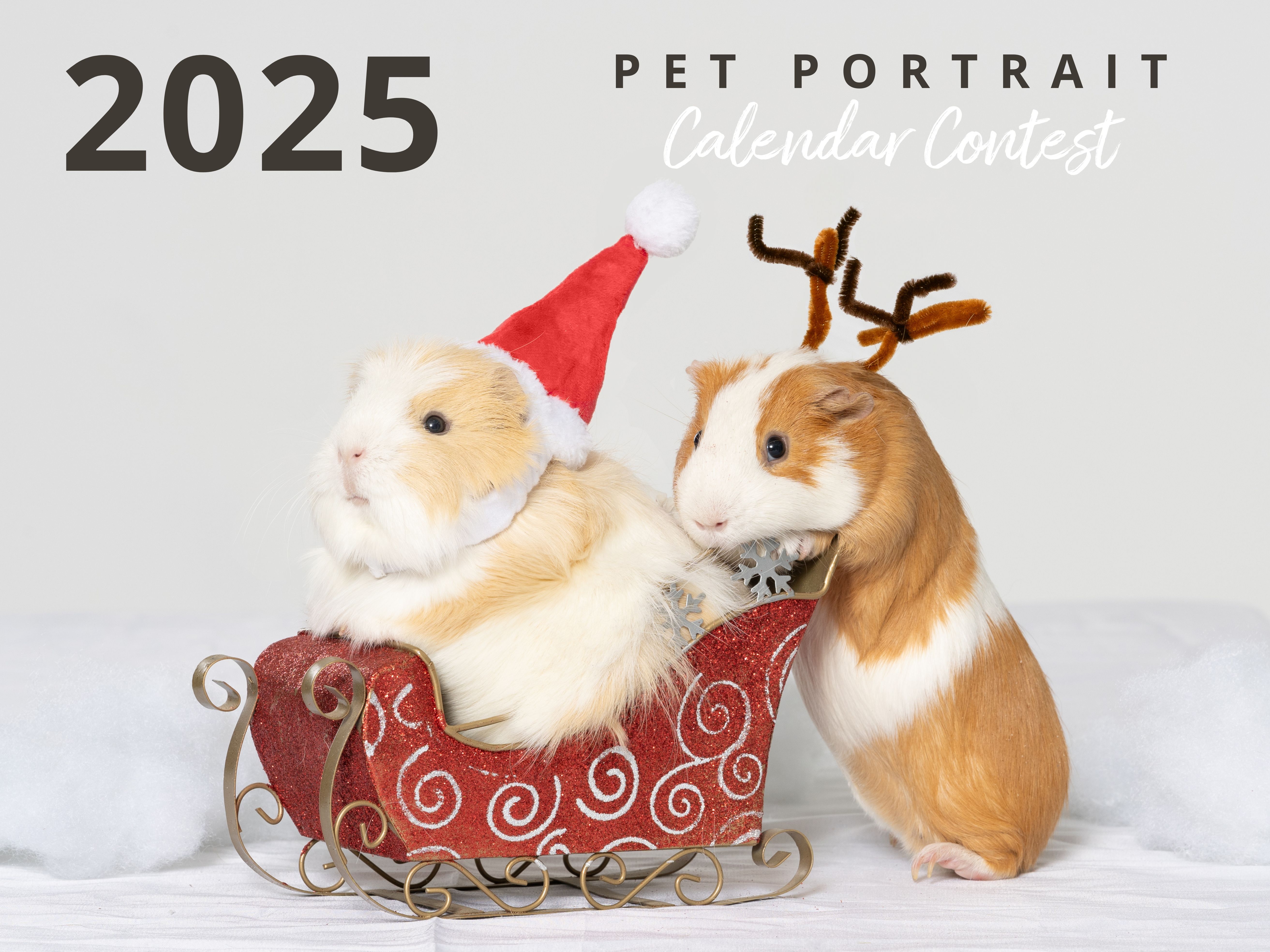 Pet Photo Contest - Bark Harvest Calendar